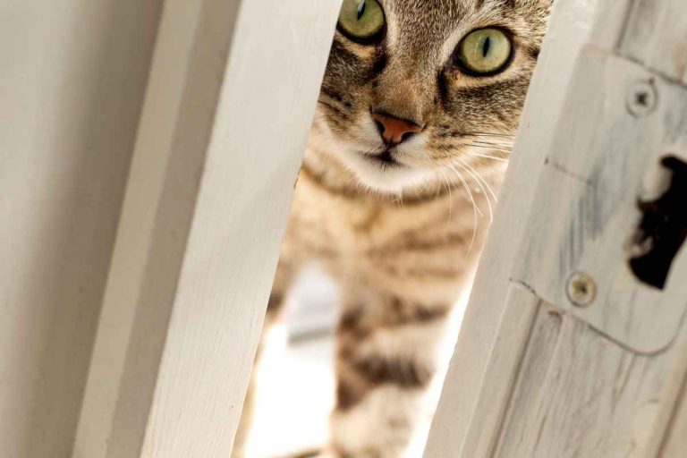 Decoding Your Feline Friend: A Guide to Understanding Your Cat’s ...