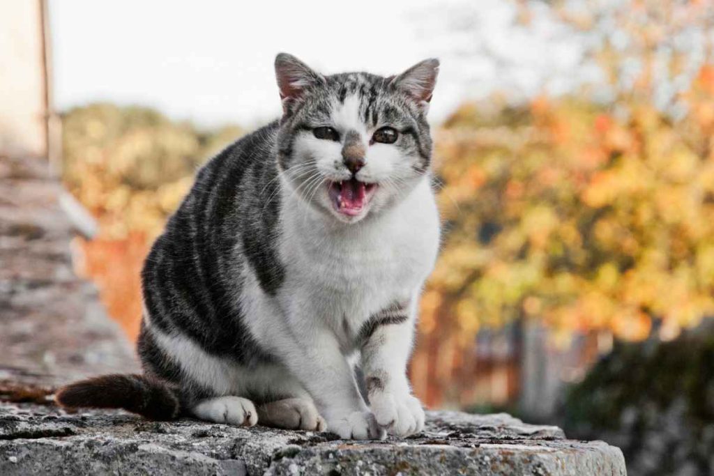 Decoding Your Feline Friend: A Guide to Understanding Your Cat’s ...