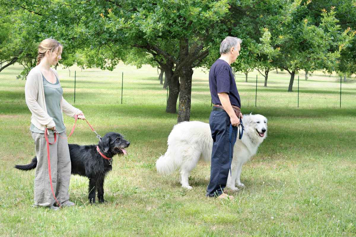 Puppy Training Bootcamp: Master 6 Tricks in Just 24 Hours! – Urbaki Pets
