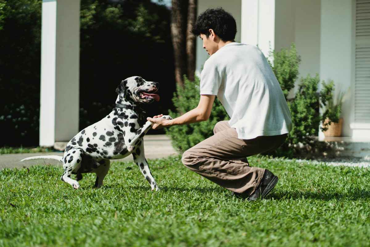 Puppy Training Bootcamp: Master 6 Tricks in Just 24 Hours! – Urbaki Pets