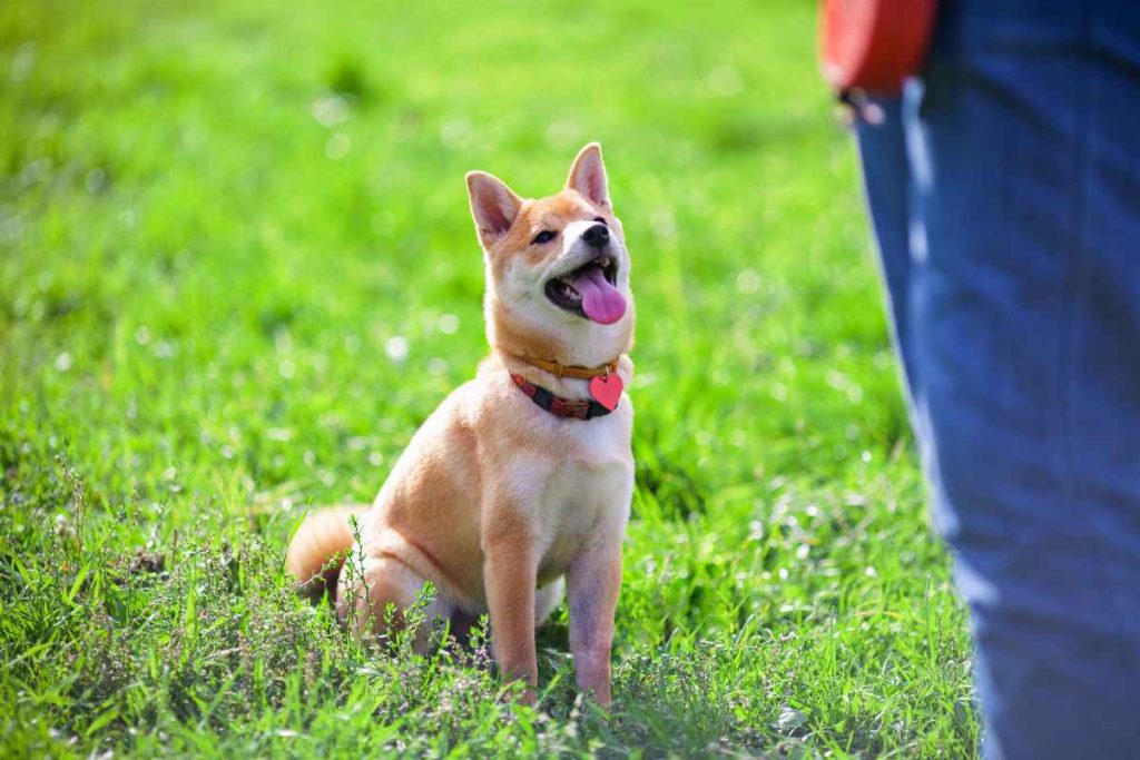 Puppy Training Bootcamp: Master 6 Tricks in Just 24 Hours! – Urbaki Pets