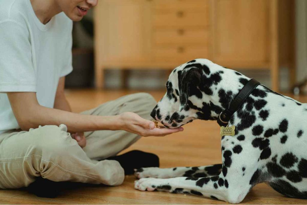 Puppy Training Bootcamp: Master 6 Tricks in Just 24 Hours! – Urbaki Pets