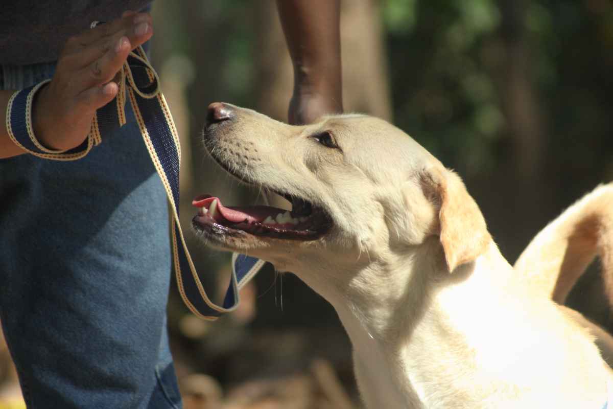 Puppy Training Bootcamp: Master 6 Tricks in Just 24 Hours! – Urbaki Pets