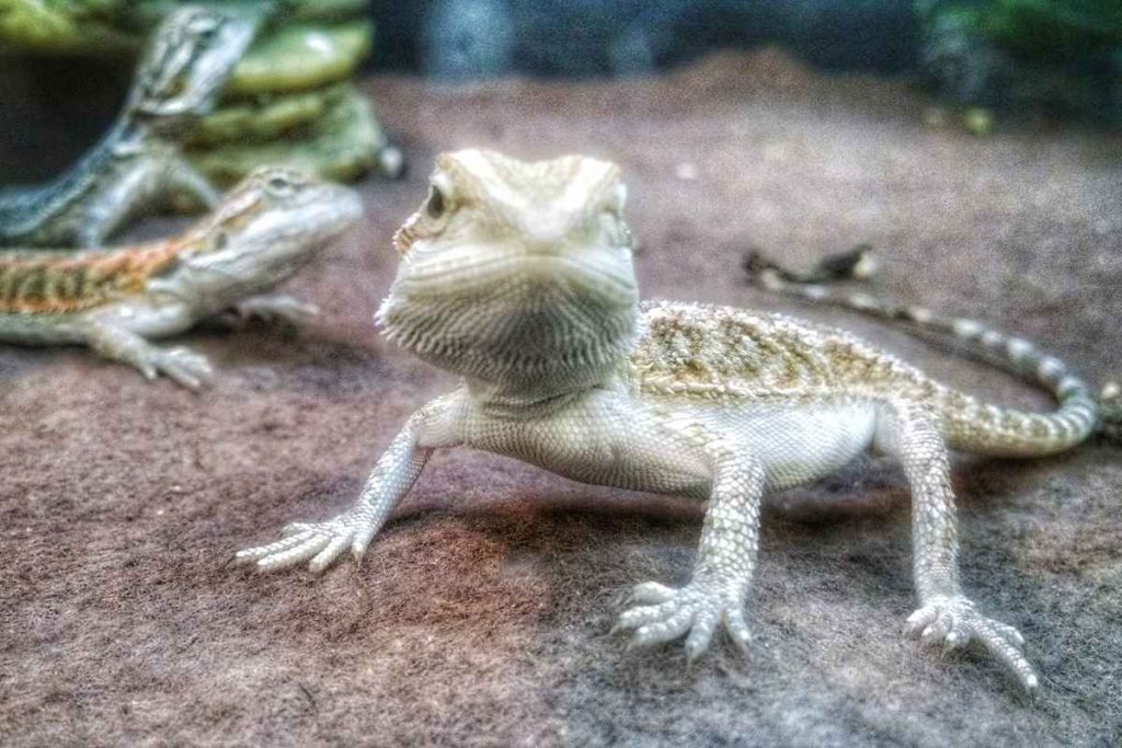 How To Take Care Of Your Reptile – Ultimate Guide! – Urbaki Pets