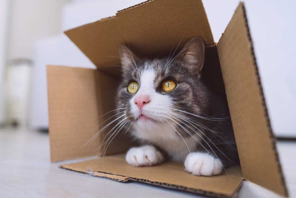 Easy To Make DIY Cat Toys Your Pet Will Love! – Urbaki Pets