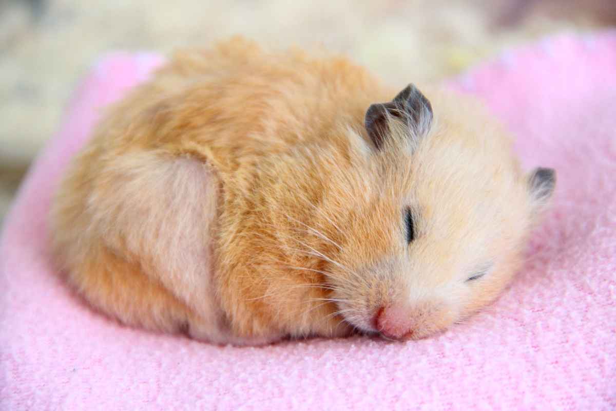 The Secret Language of Hamsters: 8 Things Your New Pet Wants You to ...