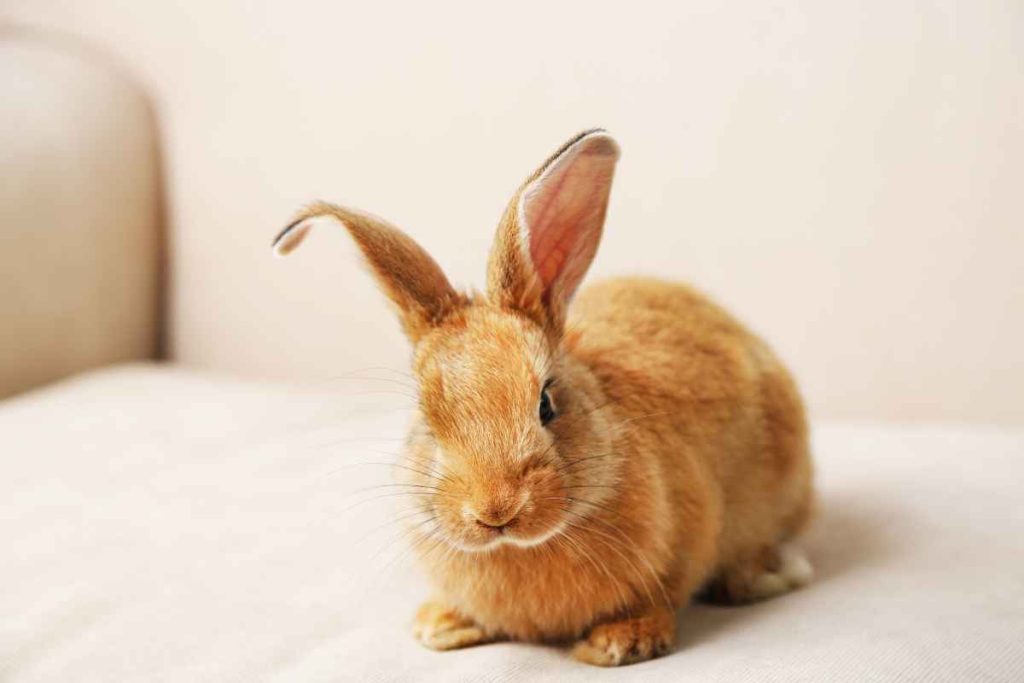 Budget Bunny Bliss: Fantastic Finds for Your Rabbit at Dollar Tree ...