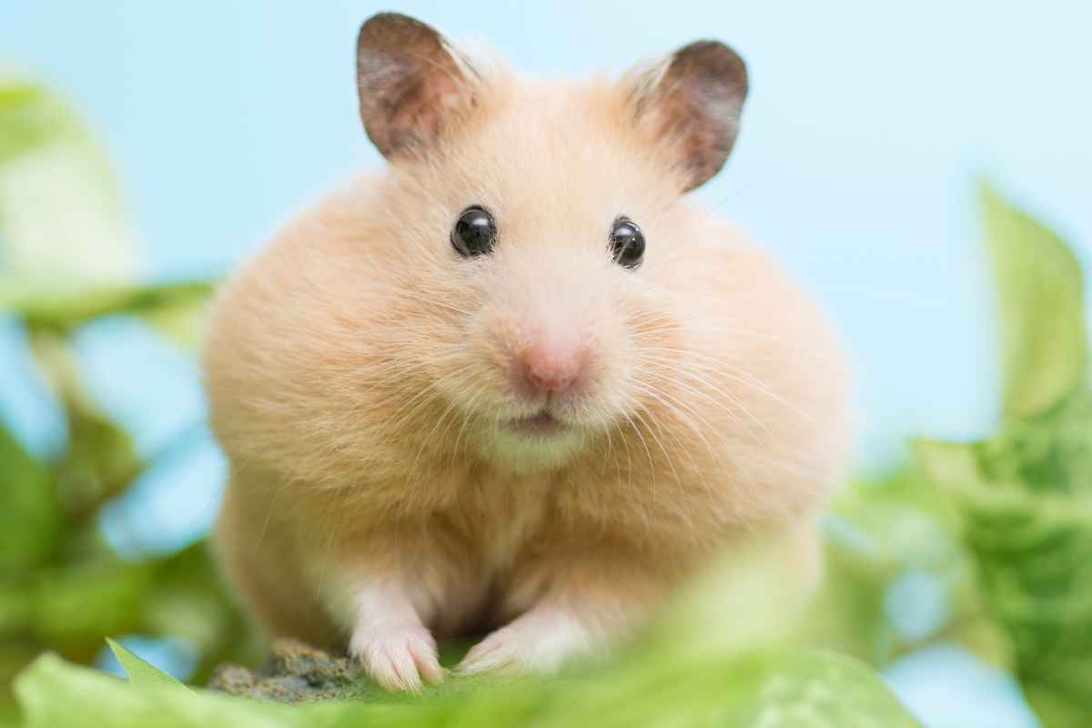 The Secret Language of Hamsters: 8 Things Your New Pet Wants You to ...