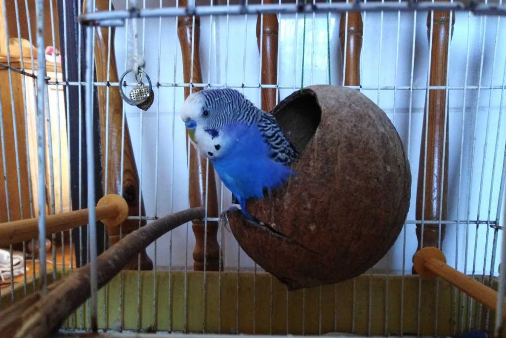 Parakeet PPerfection: How to take Care of a Parakeet – Urbaki Pets