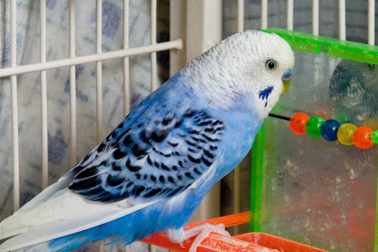 Parakeet PPerfection: How to take Care of a Parakeet – Urbaki Pets