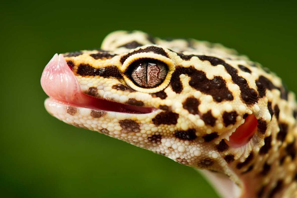 The 5 EASIEST Reptiles ANYONE Can Care For! – Urbaki Pets