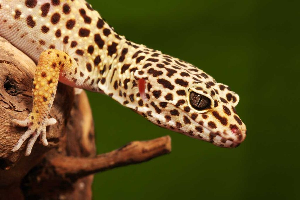 The 5 EASIEST Reptiles ANYONE Can Care For! – Urbaki Pets