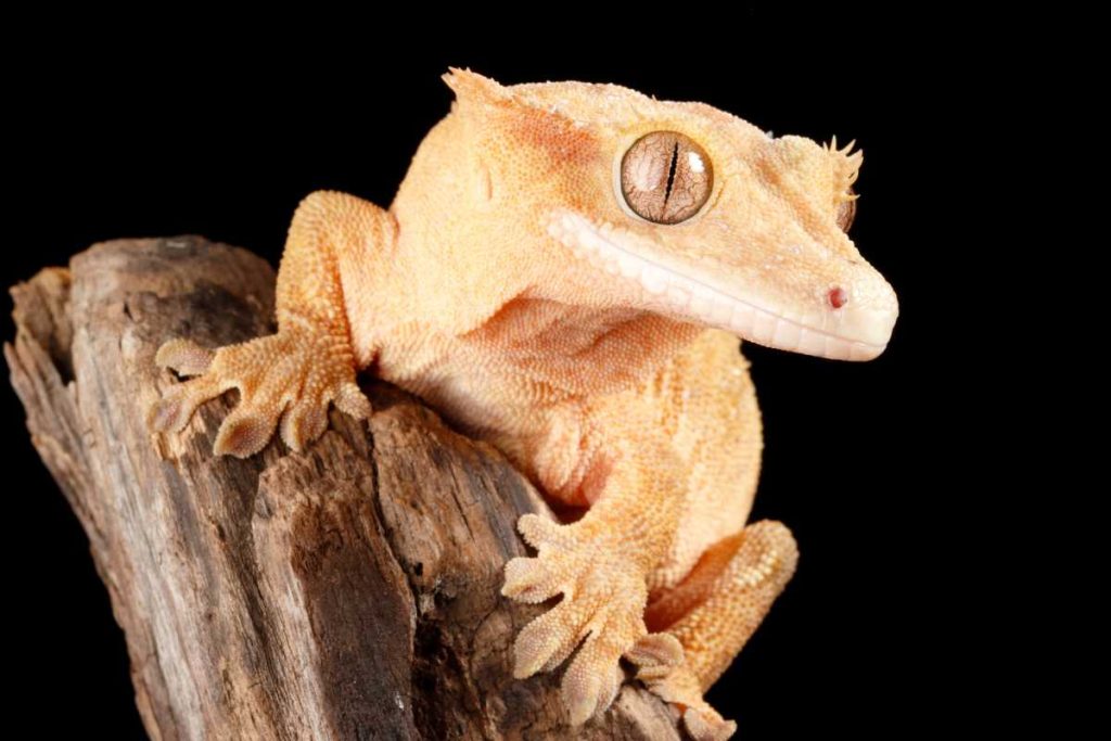 The 5 EASIEST Reptiles ANYONE Can Care For! – Urbaki Pets