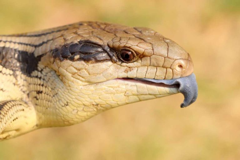 The 5 EASIEST Reptiles ANYONE Can Care For! – Urbaki Pets