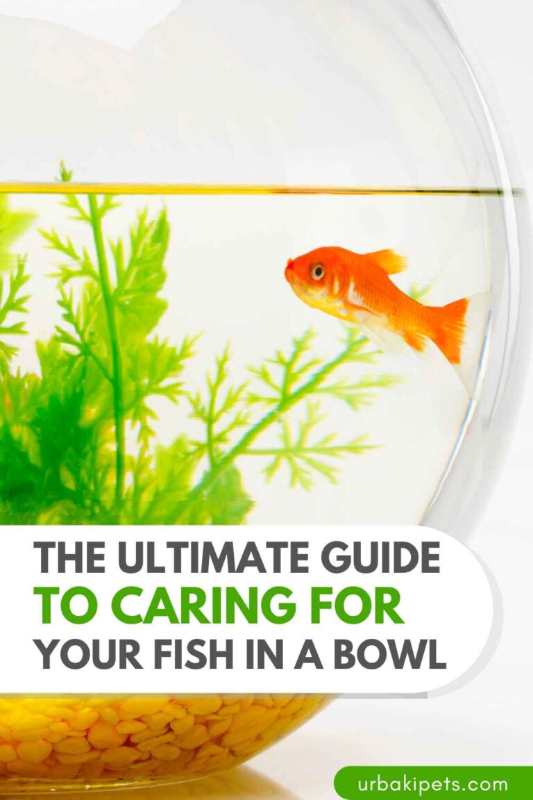Bowl Fish Bliss: The Ultimate Guide to Caring for Your Fish in a Bowl ...