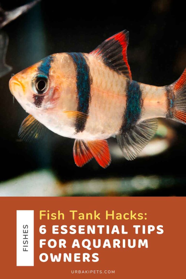 Fish Tank Hacks: 6 Essential Tips for Aquarium Owners – Urbaki Pets