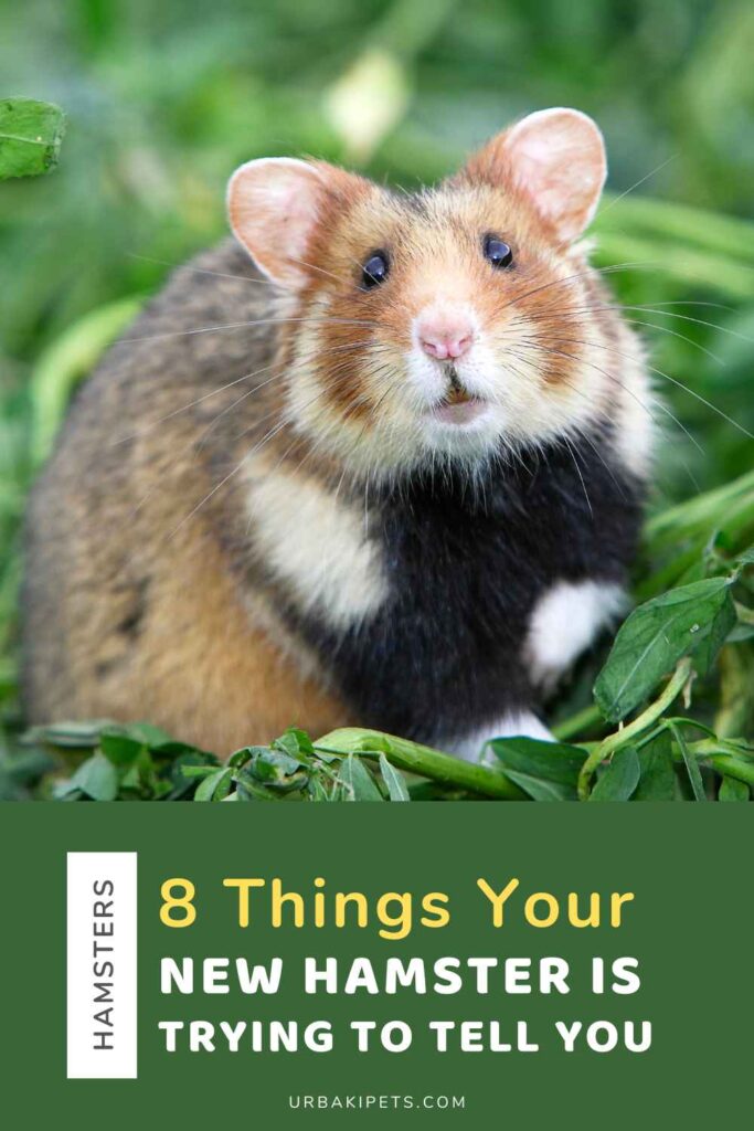 The Secret Language of Hamsters: 8 Things Your New Pet Wants You to ...