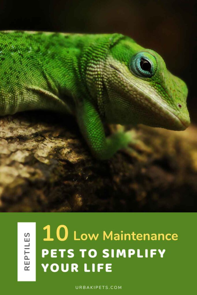 The Easy Keeper: 10 Low Maintenance Pets to Simplify Your Life – Urbaki ...