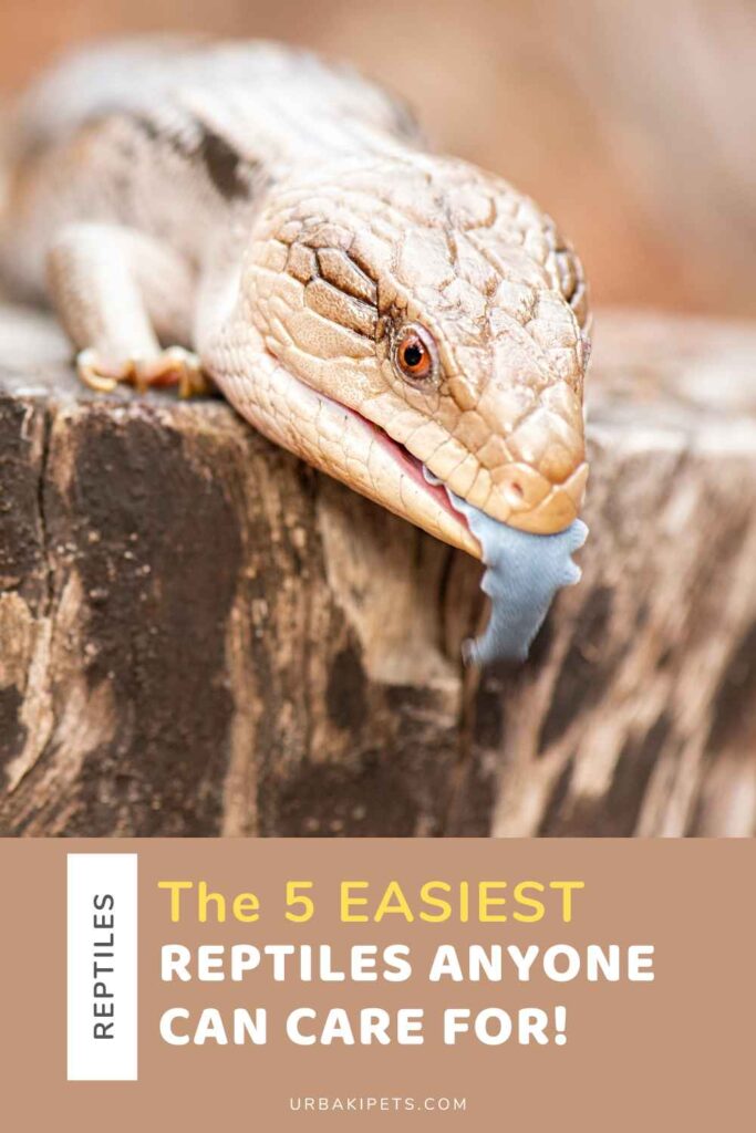 The 5 EASIEST Reptiles ANYONE Can Care For! – Urbaki Pets