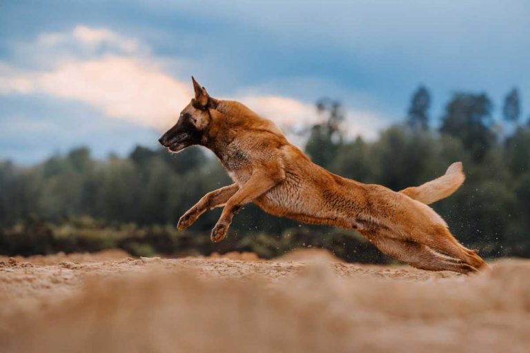 10 Expert Tips for Capturing Stunning Dog Photography – Urbaki Pets