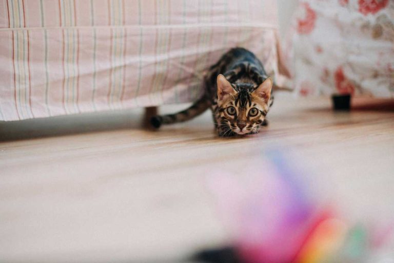6 Things Your New Cat is Trying to Tell You – Urbaki Pets