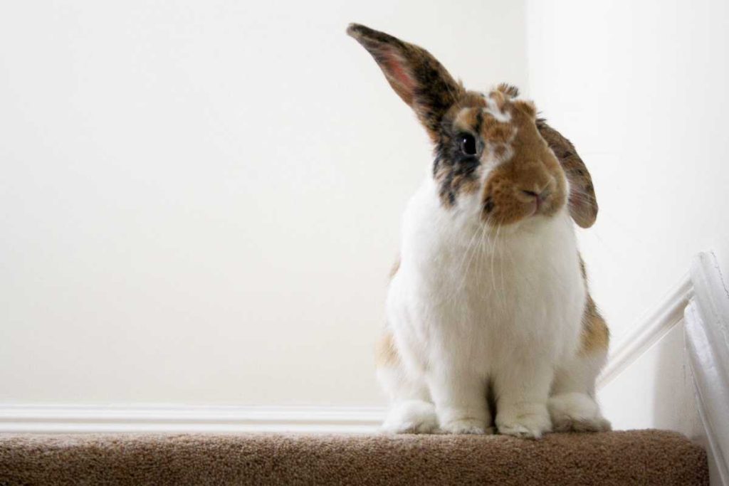 7 Exciting Ways to Entertain Your Rabbit – Urbaki Pets
