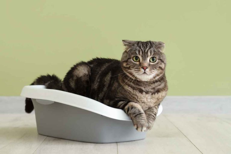 Purr-fecting the Basics: A Beginner’s Guide to Training Your Cat ...