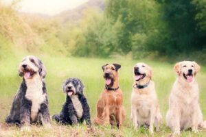 10 Expert Tips for Capturing Stunning Dog Photography – Urbaki Pets