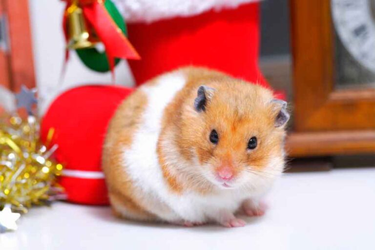 Mastering the Art of Training Tricks for Your Hamster – Urbaki Pets