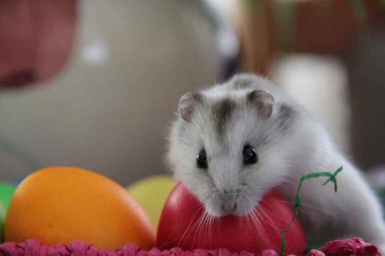 Mastering the Art of Training Tricks for Your Hamster – Urbaki Pets