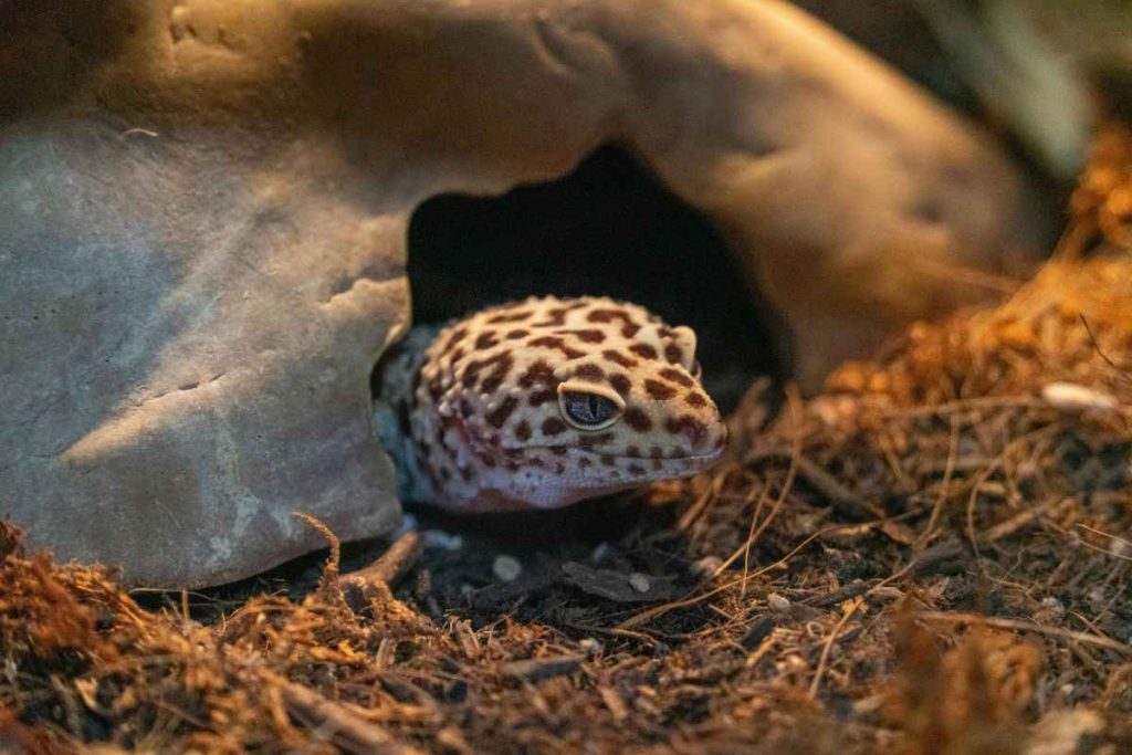 3 Cleaning Hacks for Reptile Owners to Keep Their Habitats Gleaming ...