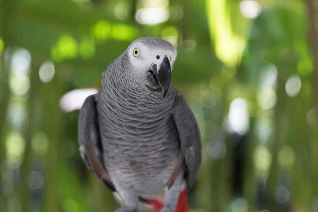 Flying Flips: Mastering the Art of Bird Somersaults – Urbaki Pets