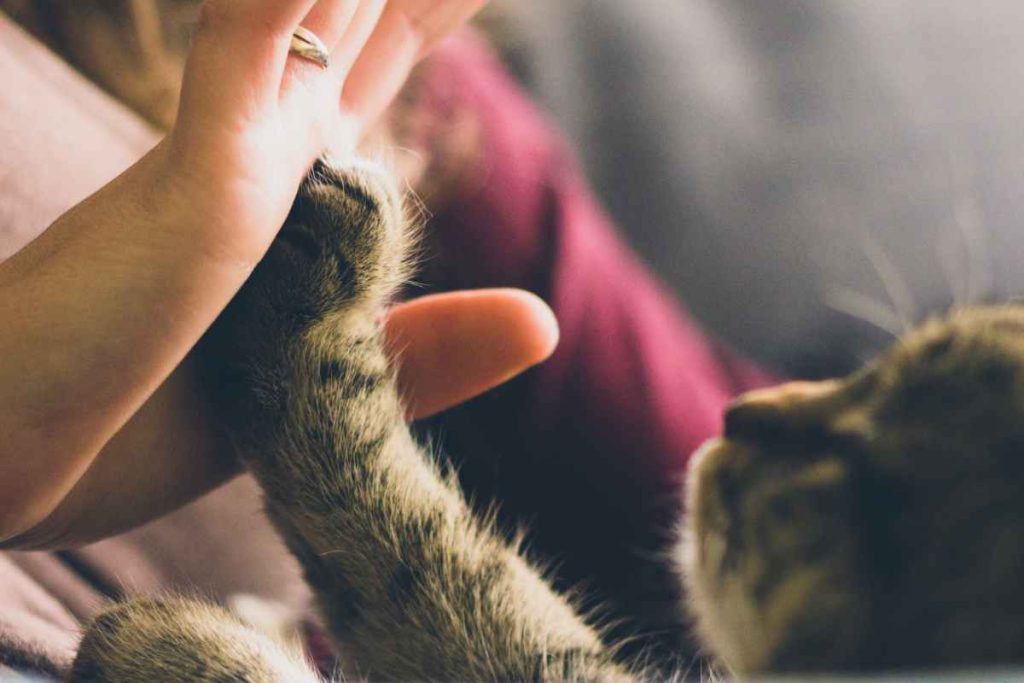 Step-by-Step Guide to Clicker Training Your Cat for High-Fiving Success ...