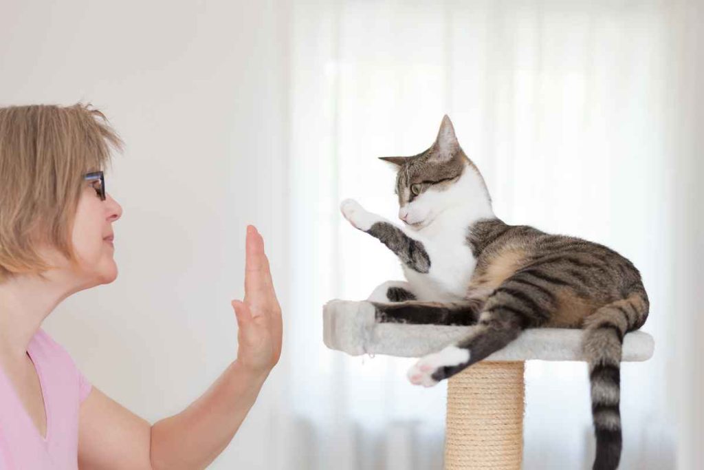 Step-by-Step Guide to Clicker Training Your Cat for High-Fiving Success ...