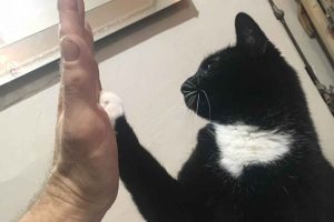 Step-by-Step Guide to Clicker Training Your Cat for High-Fiving Success ...