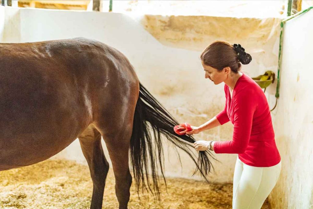 Tail Clipping 101: How To Clip A Horse’s Tail – Urbaki Pets
