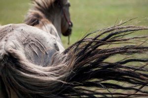 Tail Clipping 101: How To Clip A Horse’s Tail – Urbaki Pets