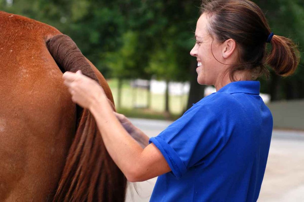Tail Clipping 101: How To Clip A Horse’s Tail – Urbaki Pets