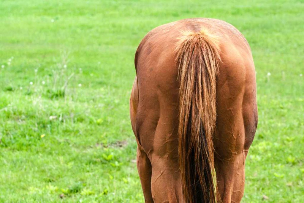 Tail Clipping 101: How To Clip A Horse’s Tail – Urbaki Pets