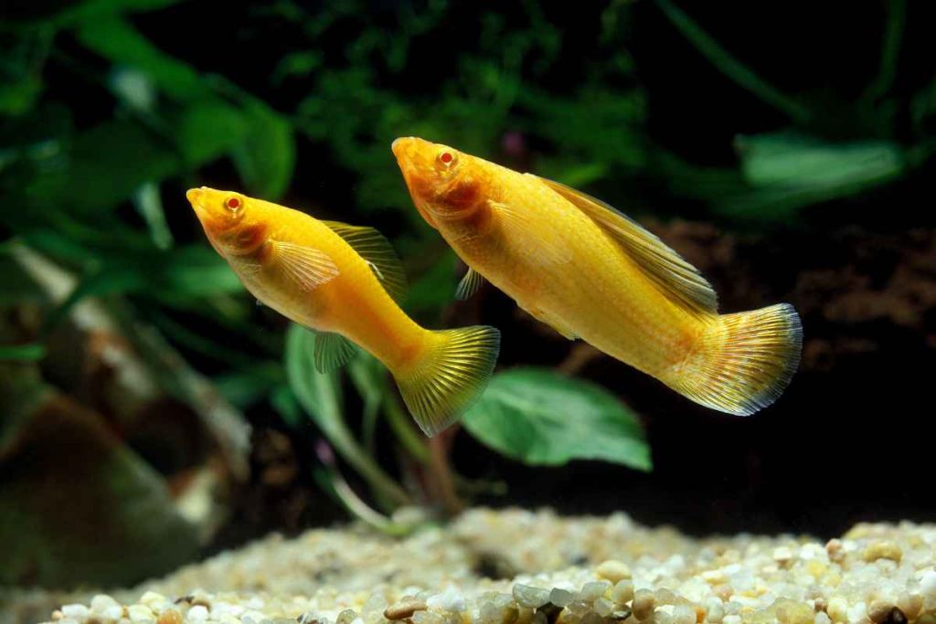 Mastering the Art of Trick Feeding in Your Aquarium! – Urbaki Pets