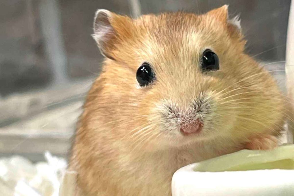 How to make a CHEAP hamster hideout! – Urbaki Pets