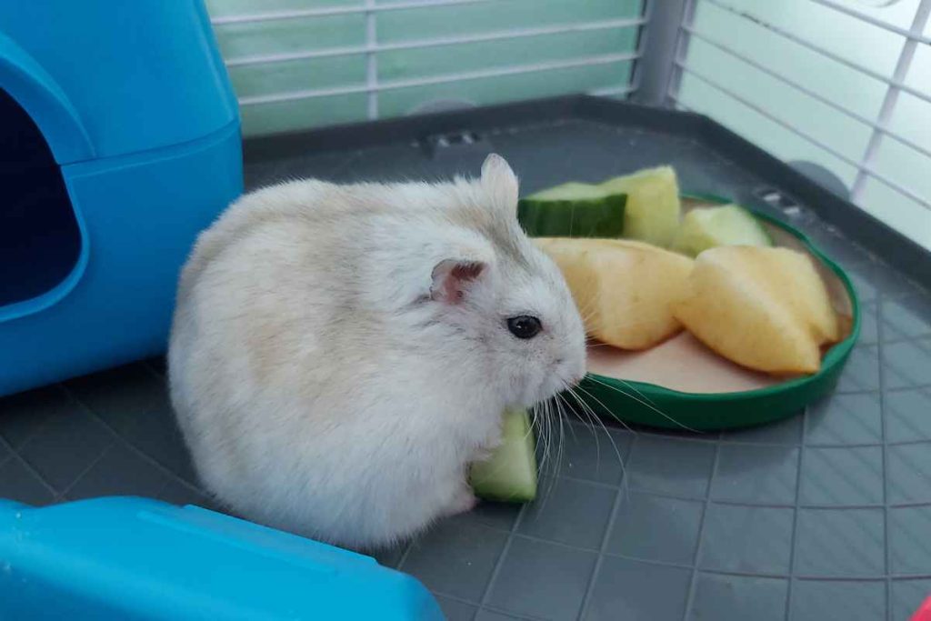 How to make a CHEAP hamster hideout! – Urbaki Pets