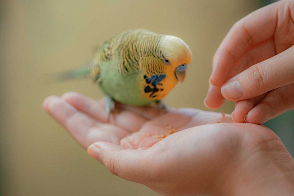 How to Tame your bird and BOND with it – Urbaki Pets