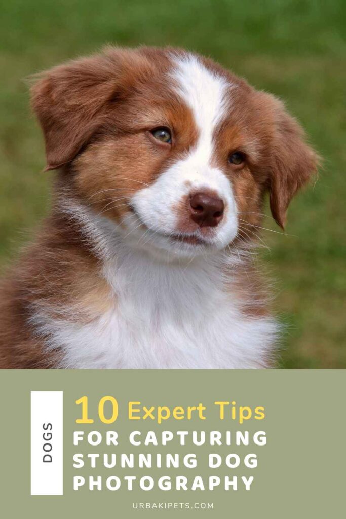 10 Expert Tips for Capturing Stunning Dog Photography – Urbaki Pets