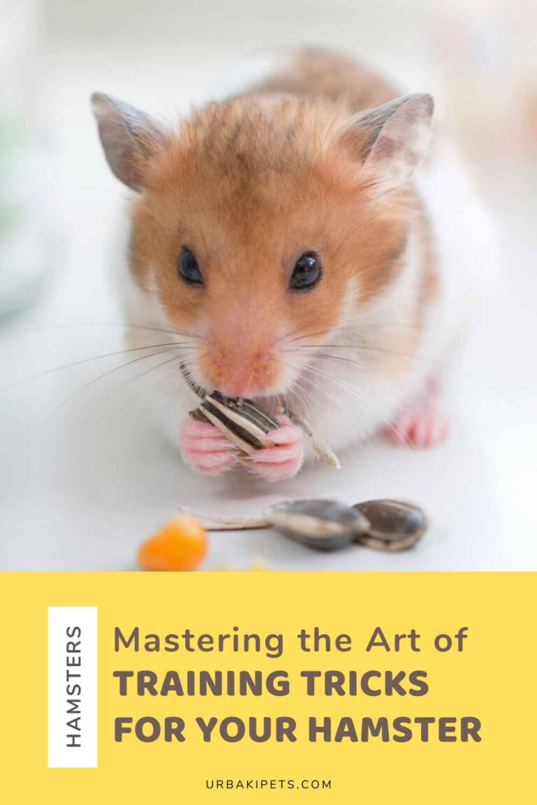 Mastering the Art of Training Tricks for Your Hamster – Urbaki Pets