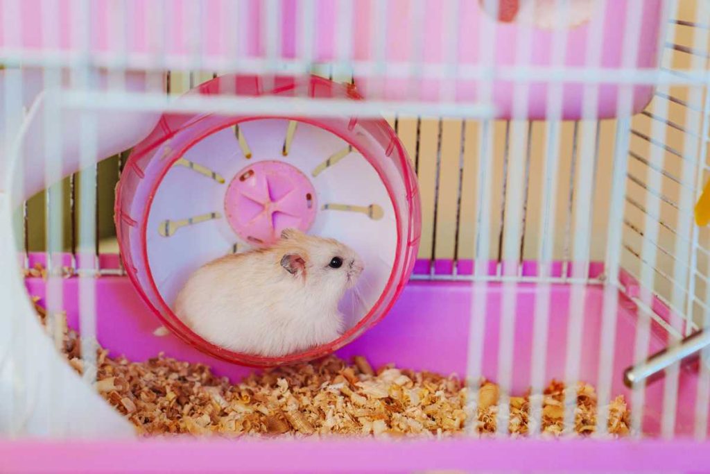 10 Things You Should Never Do With Your Hamster – Urbaki Pets