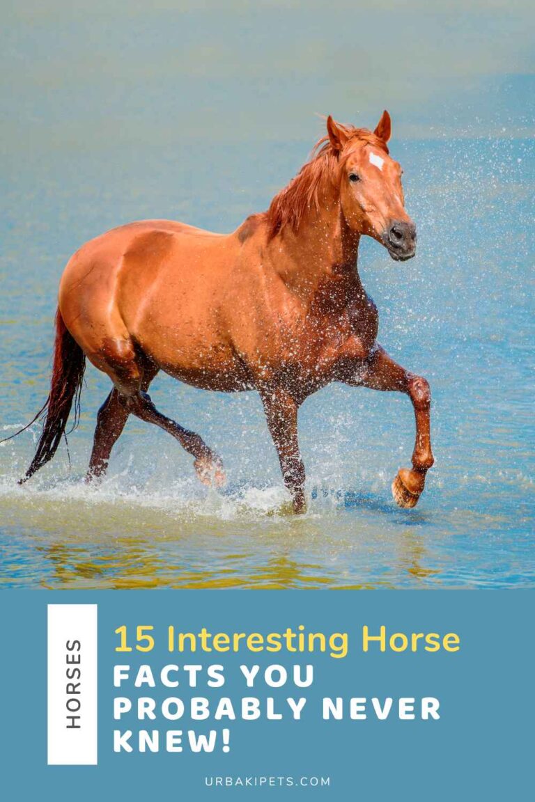 15 Interesting Horse Facts You Probably Never Knew! – Urbaki Pets