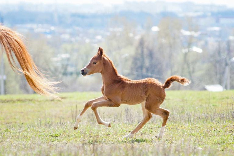 15 Interesting Horse Facts You Probably Never Knew! – Urbaki Pets