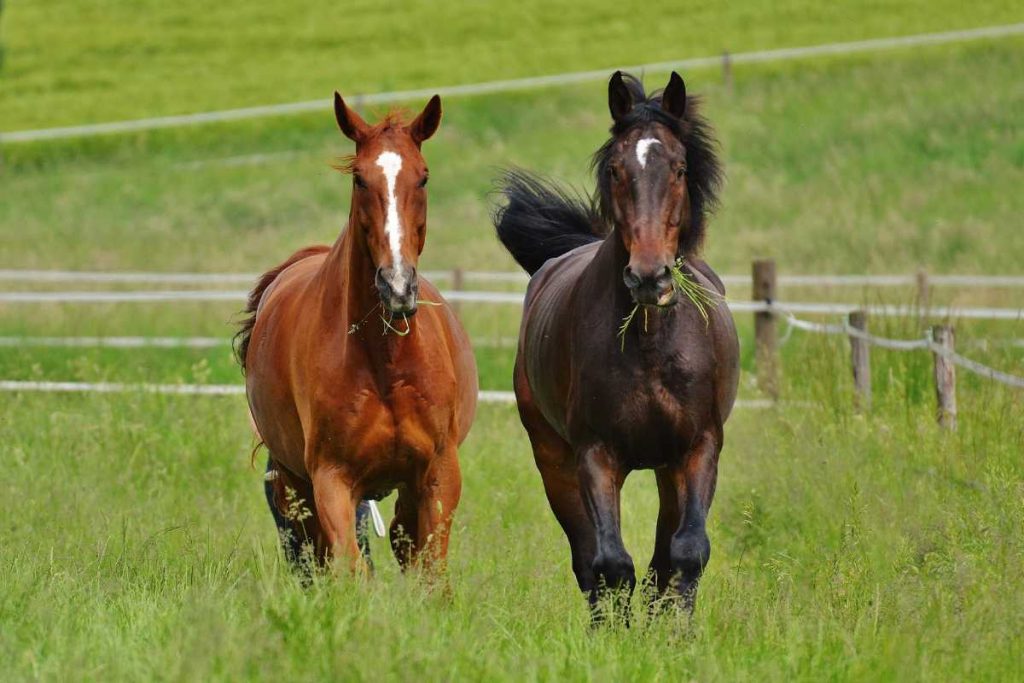 15 Interesting Horse Facts You Probably Never Knew! – Urbaki Pets
