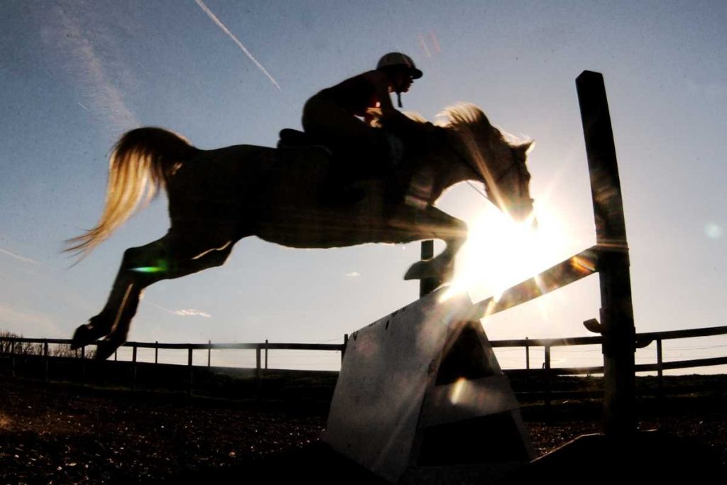15 Interesting Horse Facts You Probably Never Knew! – Urbaki Pets